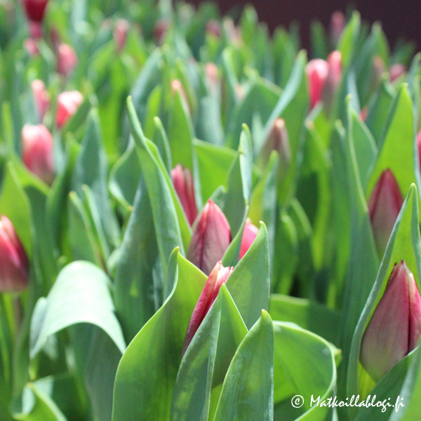 Singapore Flower Dome - lajissaan maailman suurin kasvihuone ...